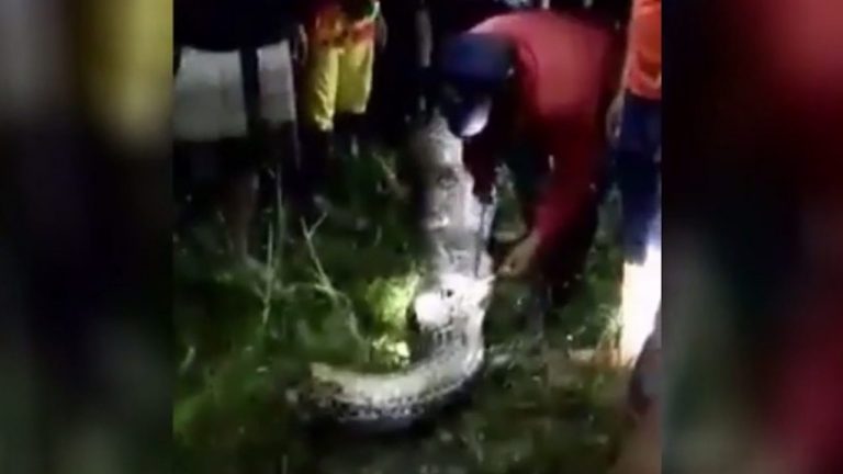 Indonesian Man Eaten By Python (Watch) - Web Top News