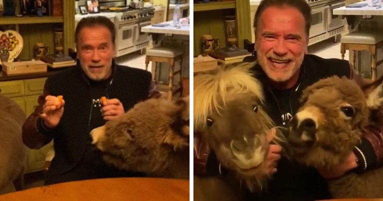 Arnold Schwarzenegger has his miniature horse and pet donkey - Web Top News Arnold Schwarzenegger has his miniature horse and pet donkey - Web Top News